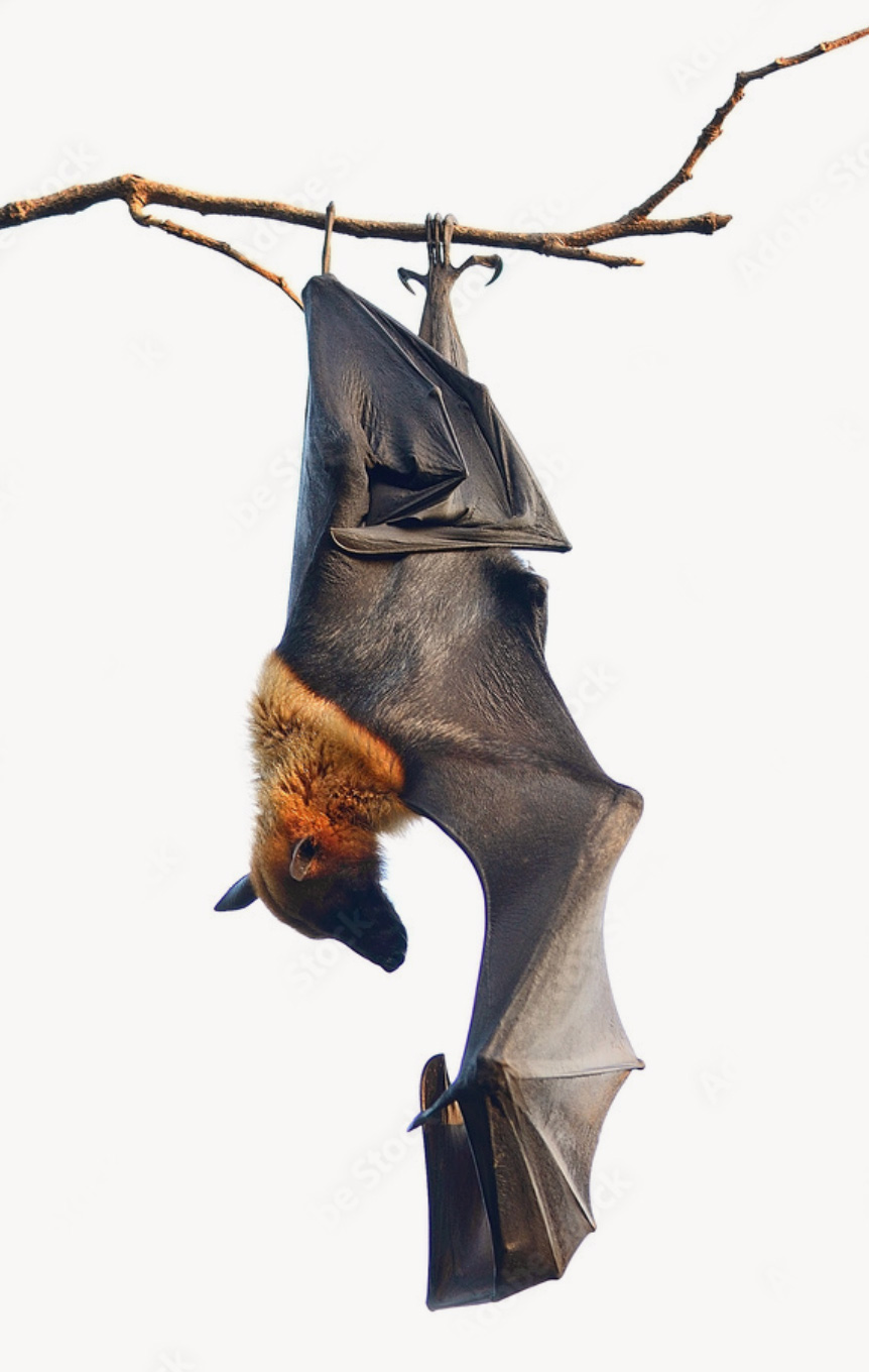 More than Human - Future Observatory Journal