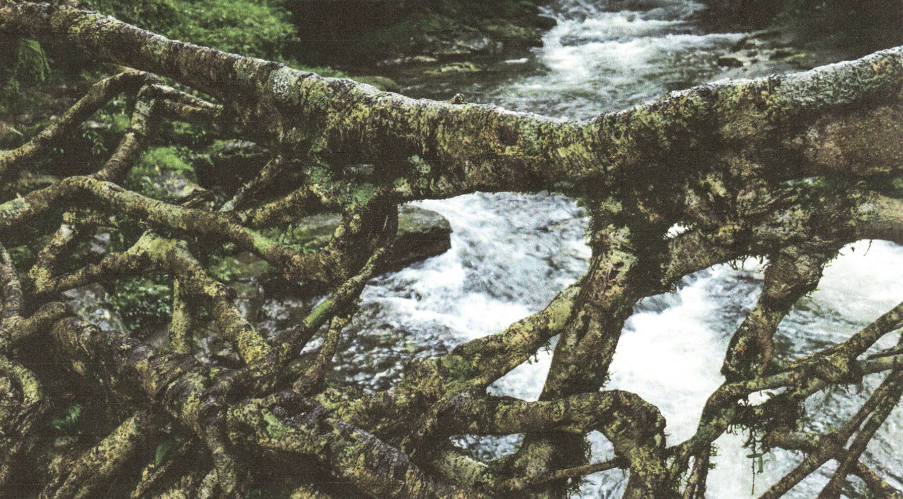 On Being Inside Gaia - Future Observatory Journal